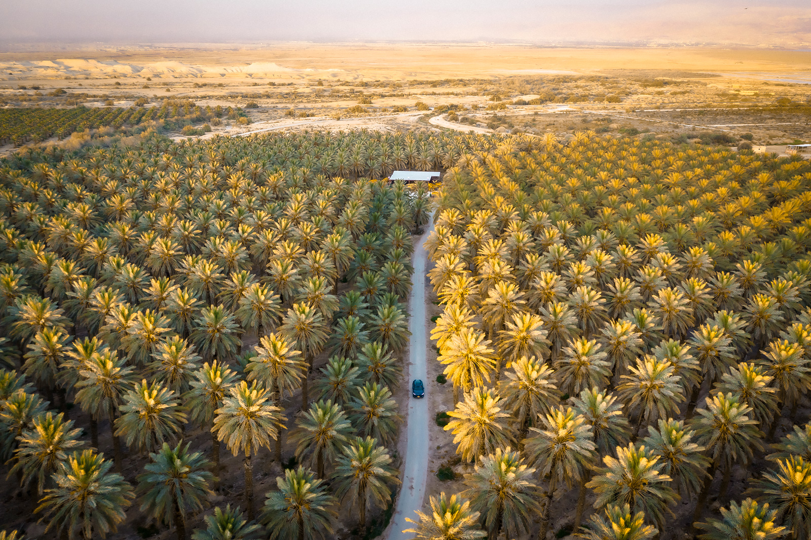 Palm Tree Farm Evgeny Vasenev